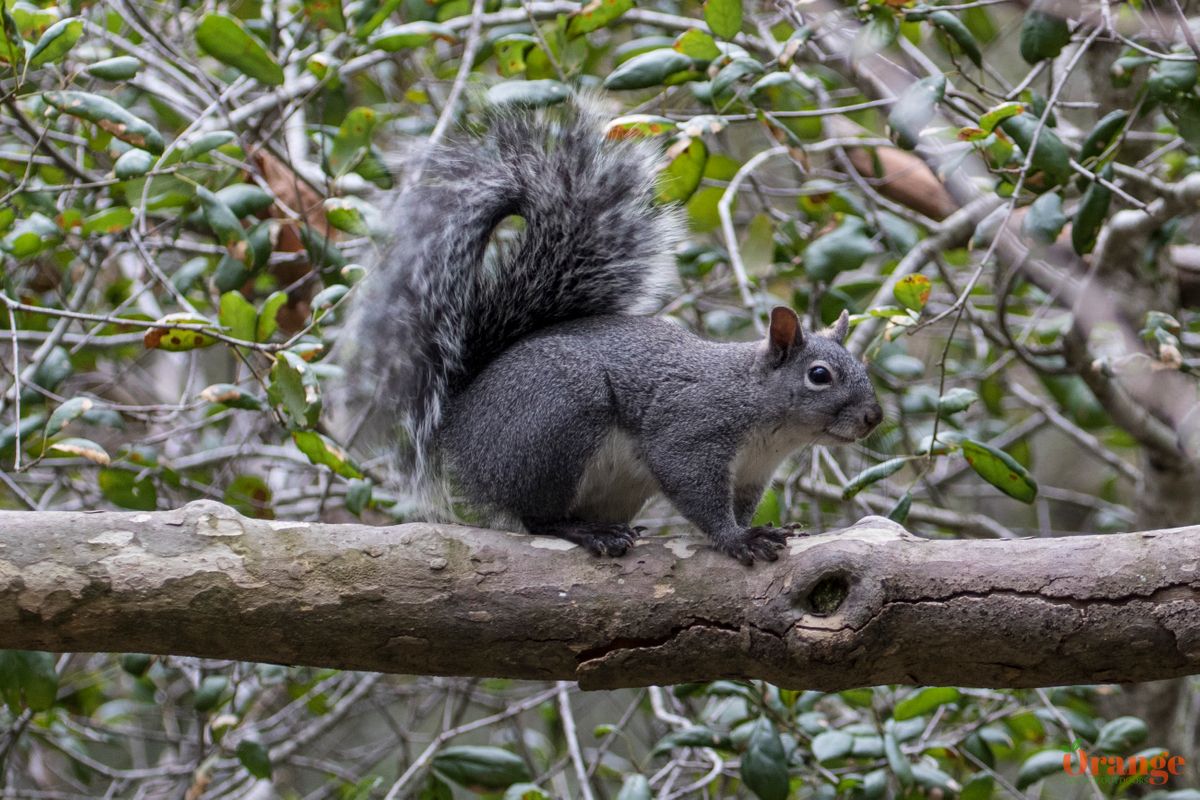 Western Gray Squirrels In Orange County Orange County Outdoors